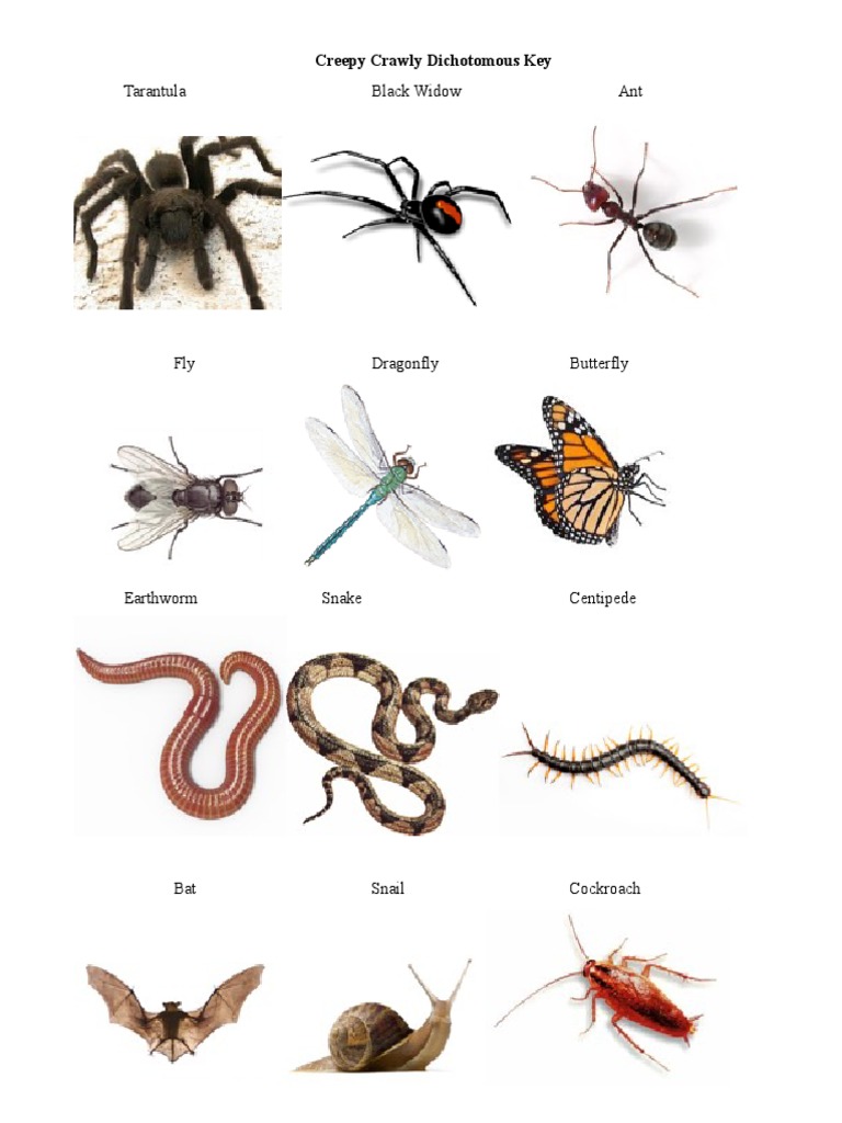 Creepy Crawly Dichotomous Key | PDF | Law
