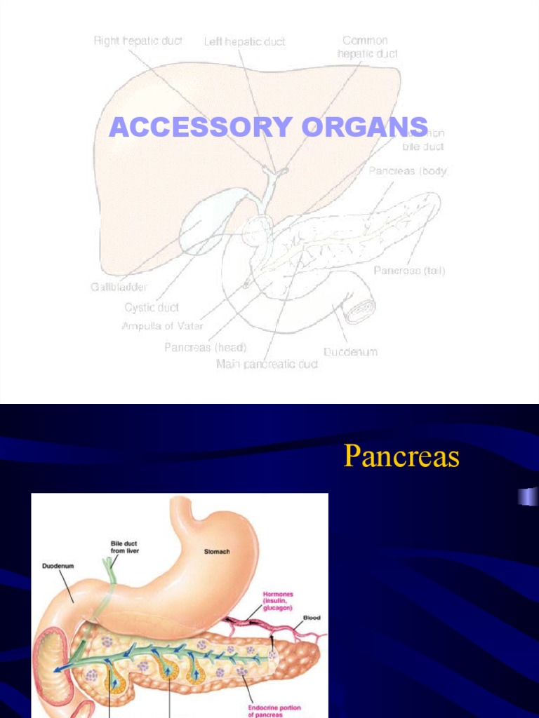 Accessory Organs | PDF | Pancreas | Liver