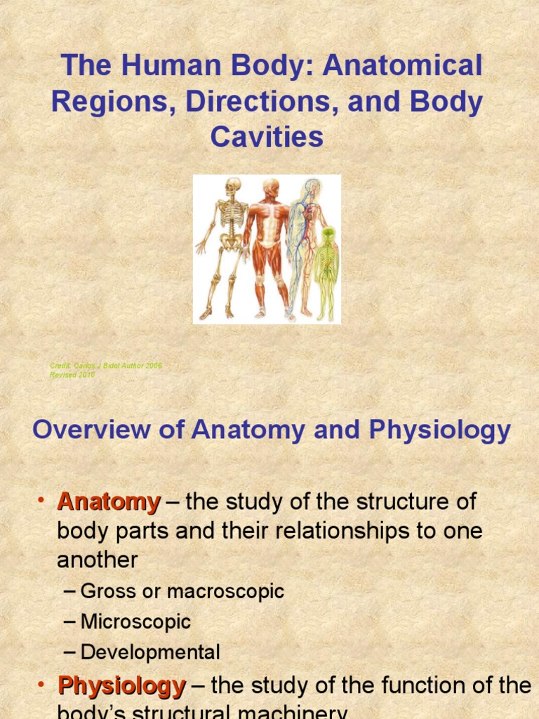 Anatomical Regions and Body Cavities | PDF | Anatomical Terms Of ...