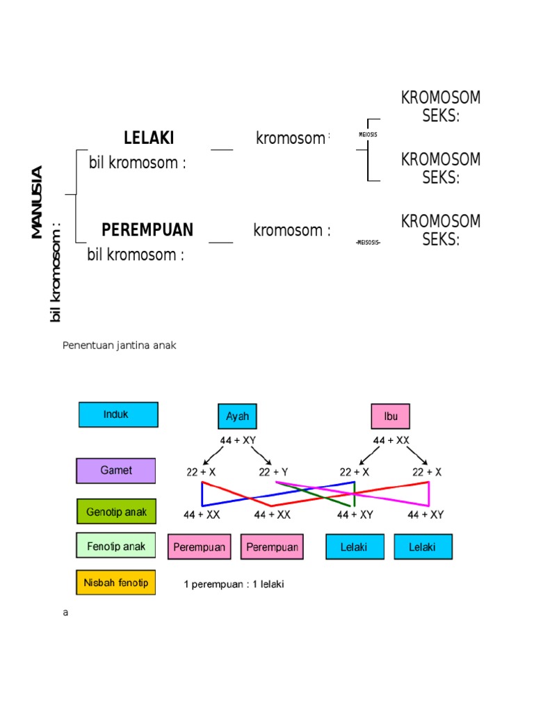 Kromosom Seks dan Penentuan Jantina | PDF