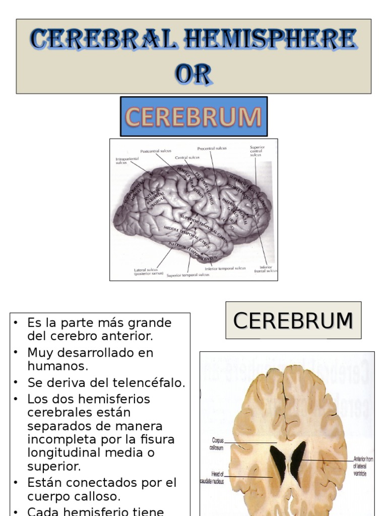 15 Cerebrum | PDF | Parietal Lobe | Cerebral Cortex
