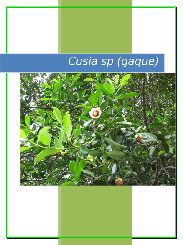 Guia 1 Cusia Sp (Gaque | Arboles | Orchidaceae