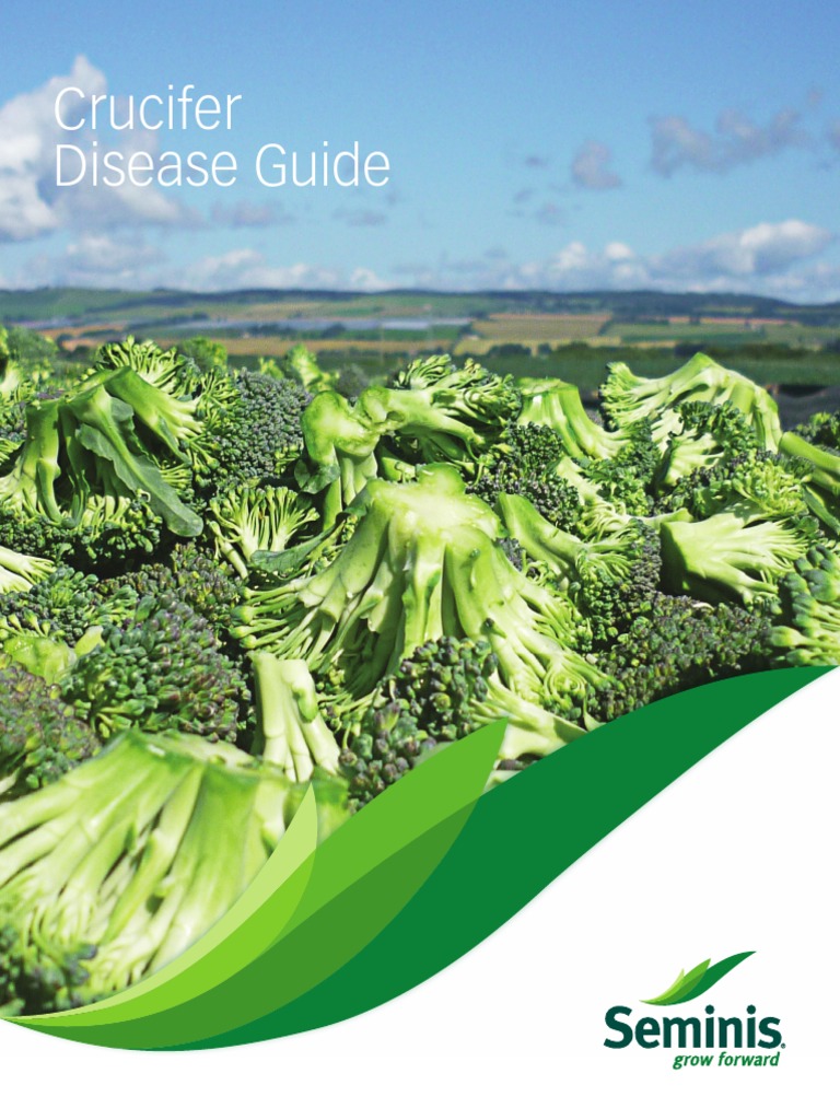 SEM-12093 Crucifer Disease Guide 072313 | PDF | Plant Nutrition | Cabbage