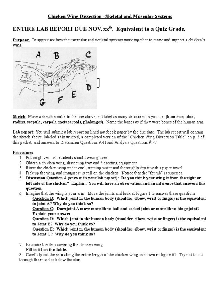 Chicken Wing Muscles Labeled