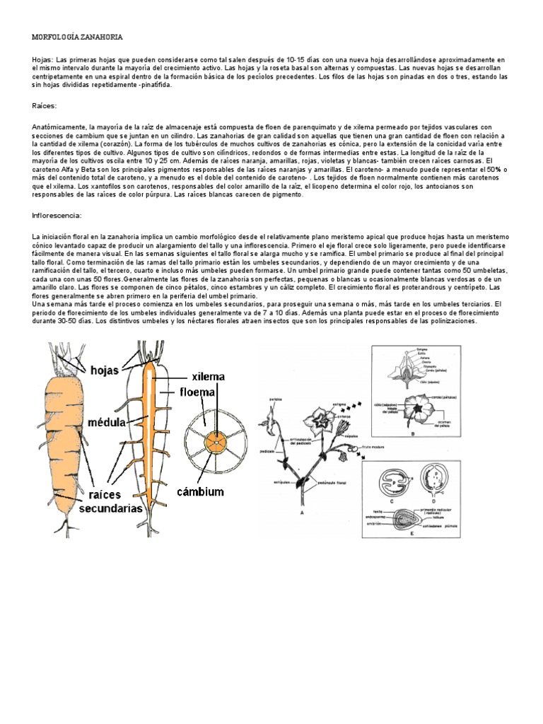 Partes y morfología de la zanahoria | PDF | Trigo | Plantas