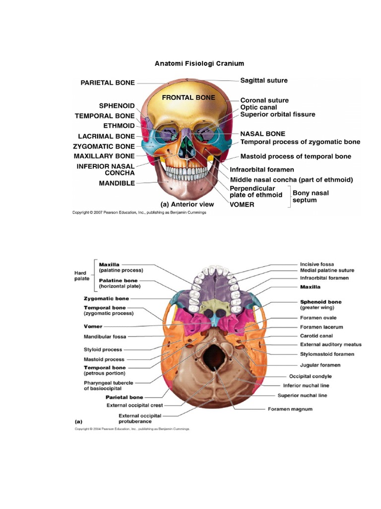 Anatomi Fisiologi Cranium | PDF