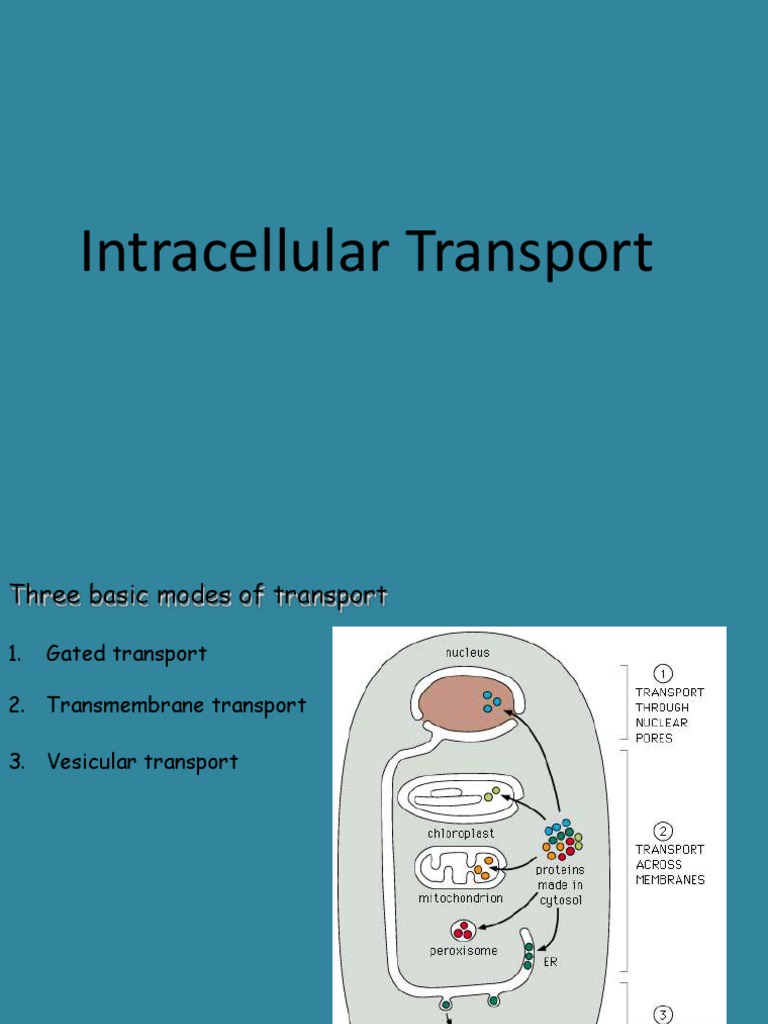 Intracellular Transport | Endoplasmic Reticulum | Lysosome