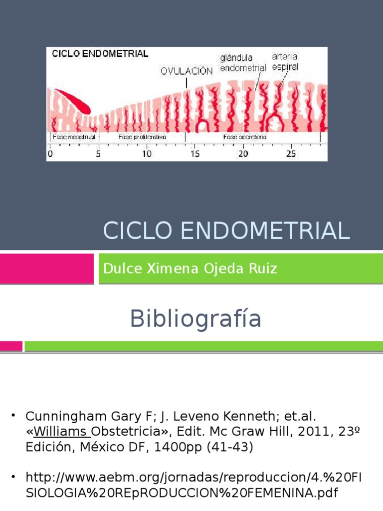 Ciclo Endometrial | PDF | Menstruación | Epitelio
