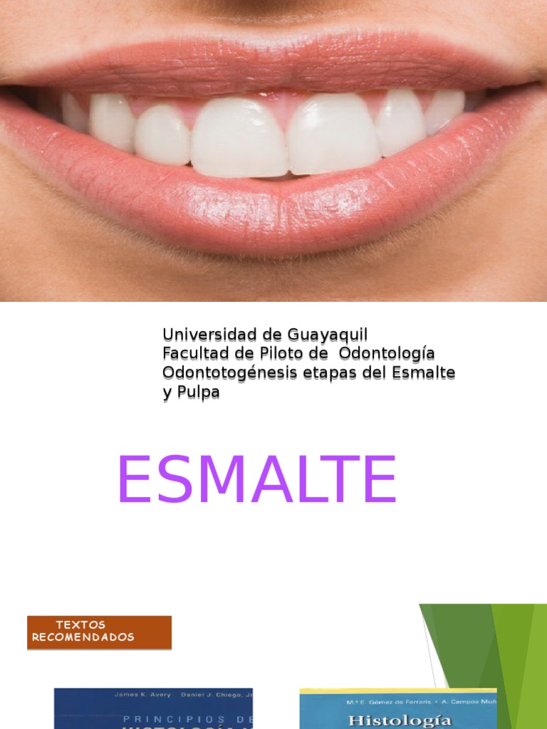 Odontogénesis del Esmalte y Pulpa | PDF | Esmalte de dientes ...