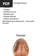 Anatomía del Paladar Duro y Blando | PDF