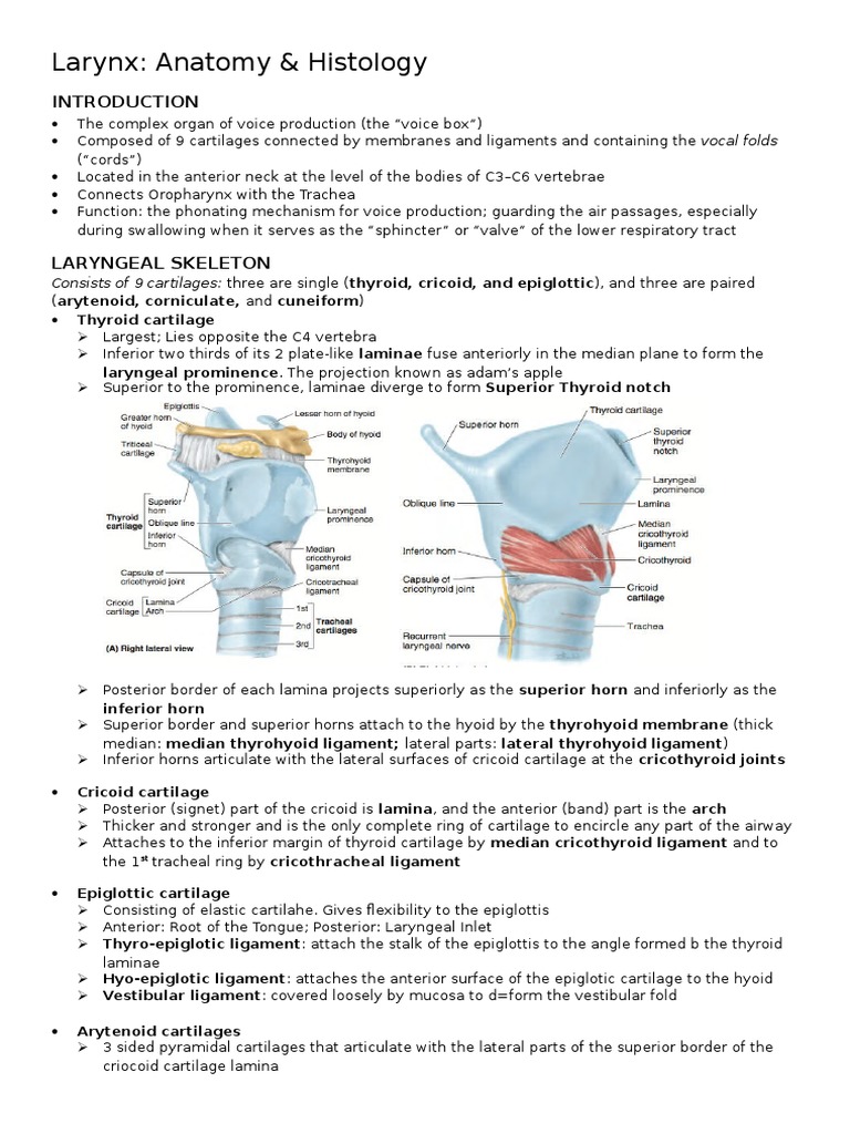Larynx Pdf Larynx Human Throat