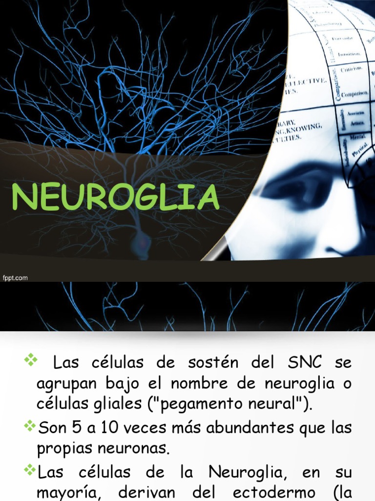 Neuroglia | PDF | Sistema nervioso central | Neurobiología
