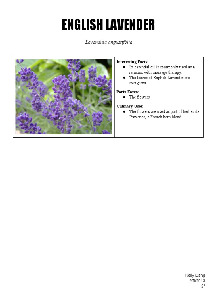 English Lavender: Lavandula Angustifolia | PDF