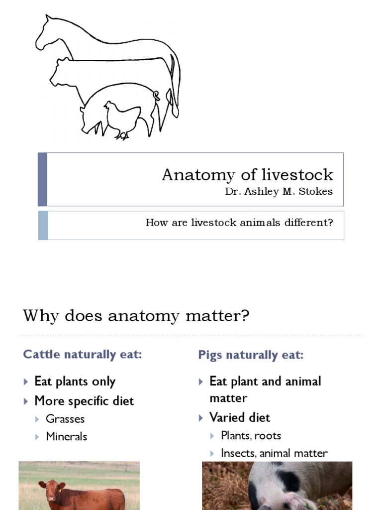 Anatomy of Livestock | PDF | Ruminant | Goat