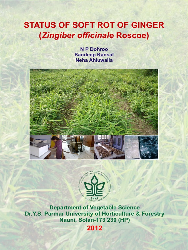 Soft Rot of Ginger | PDF | Fungicide | Organic Farming