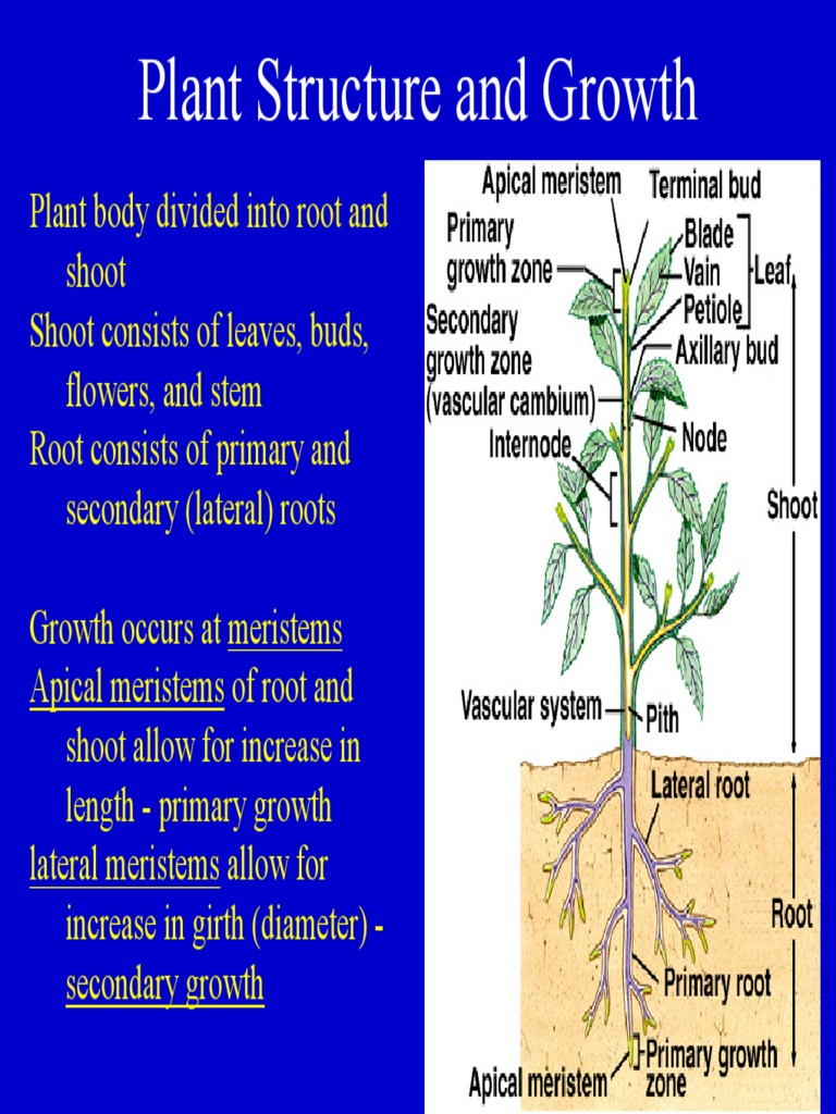 Plant Structure | PDF | Plant Stem | Tissue (Biology)