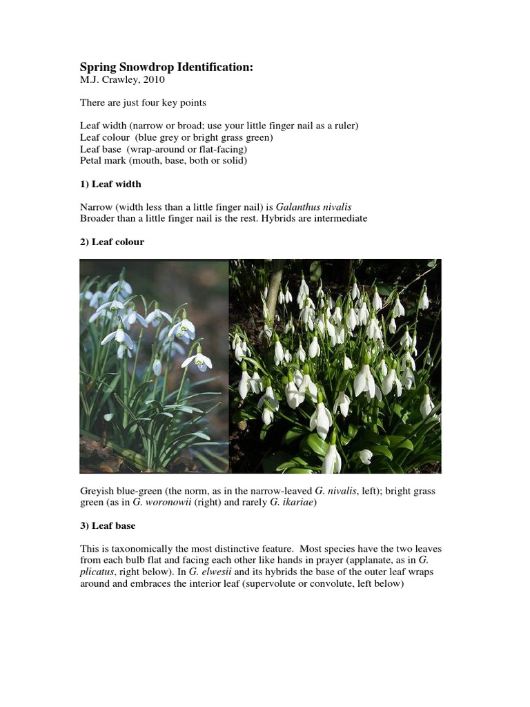 Snowdrop Identification Guide | PDF | Organisms | Horticulture And ...