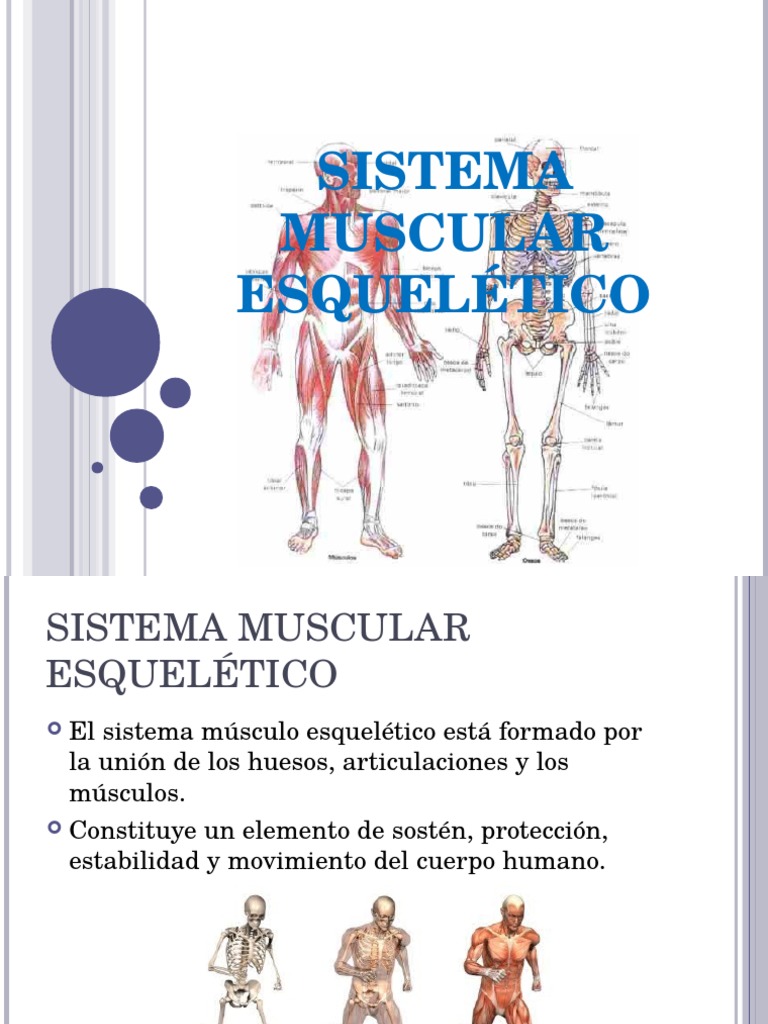 Sistema Muscualr Esqueletico | PDF | Hueso | Esqueleto