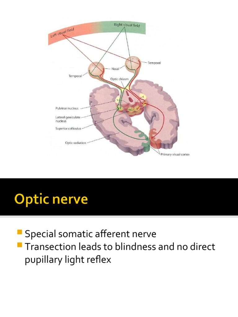 Visual Pathway | PDF | Visual System | Retina