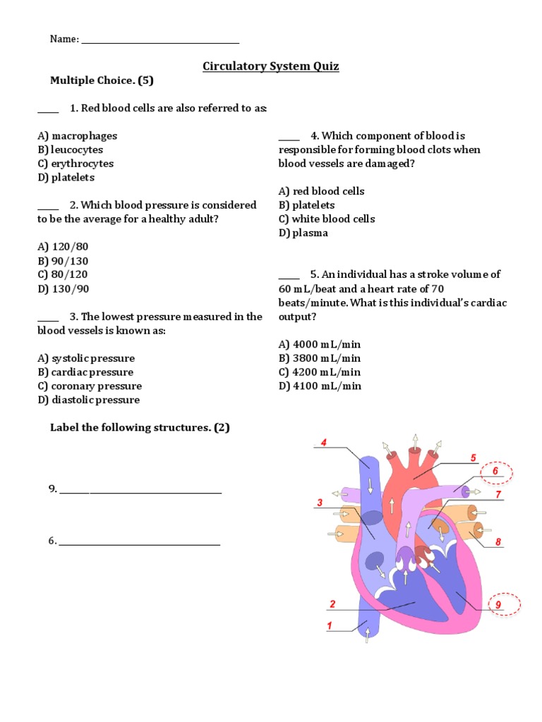 Circulatory System Quiz | PDF | Vein | Atrium (Heart)