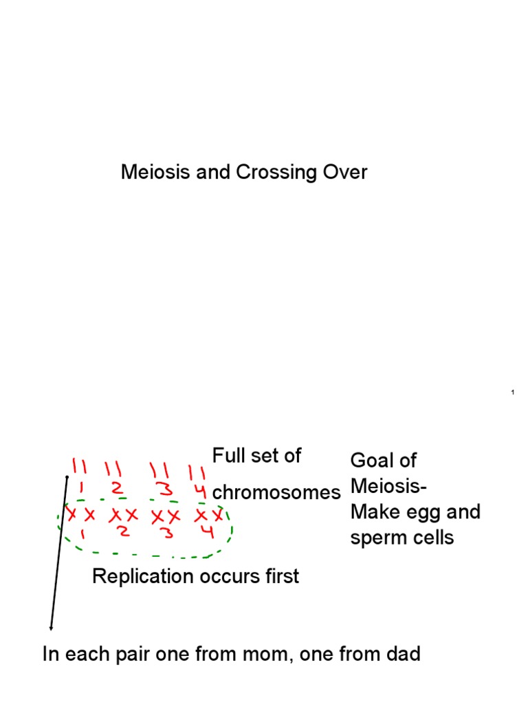 Meiosis Process and Genetic Variation | PDF