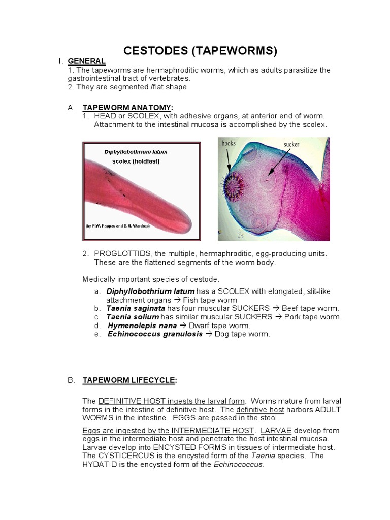 Lecture 5 Cestodes | PDF | Animals And Humans | Medicine