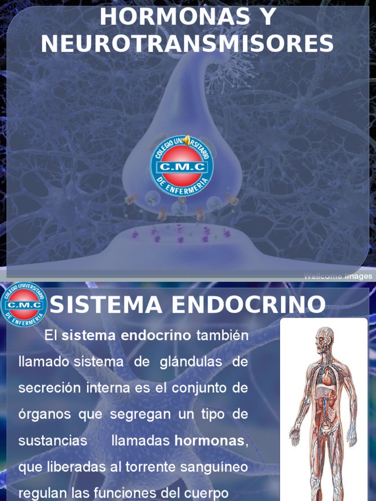 Hormonas y Neurotransmisores | PDF | Sistema endocrino | Hormona