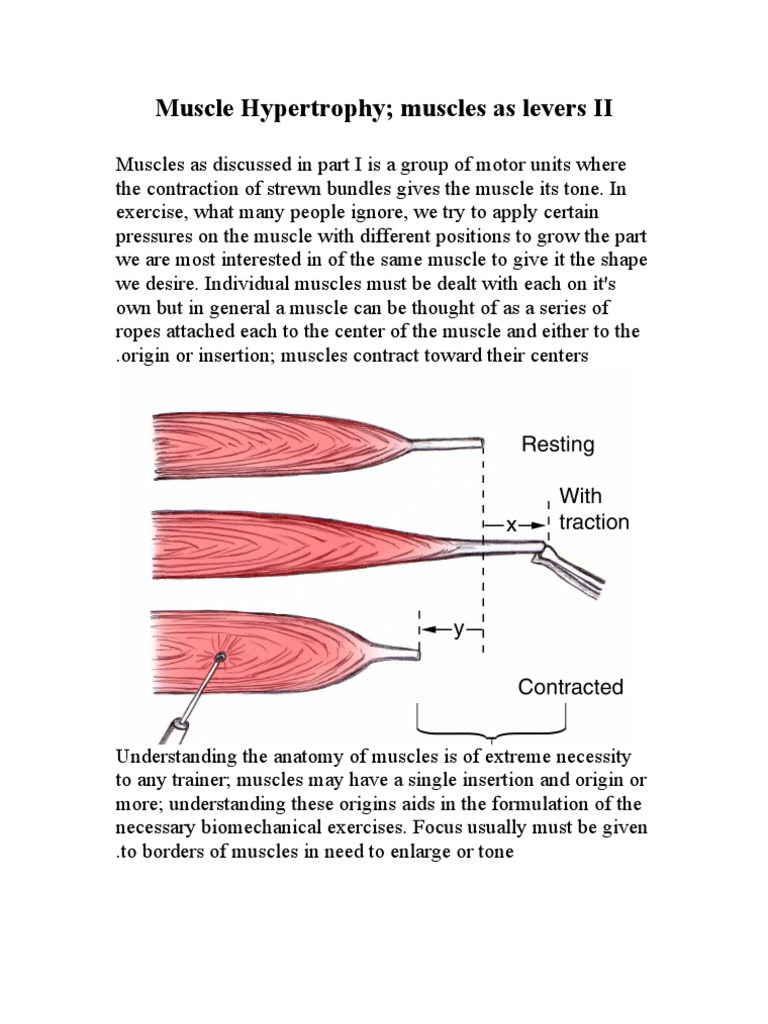 Muscle Hypertrophy II | Muscle | Anatomical Terms Of Motion