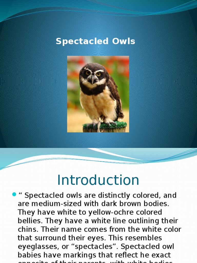 Owls | PDF