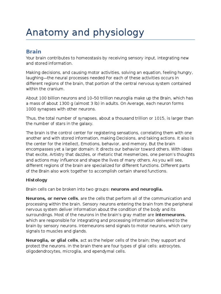 Anatomy and Physiology | PDF | Brainstem | Human Brain
