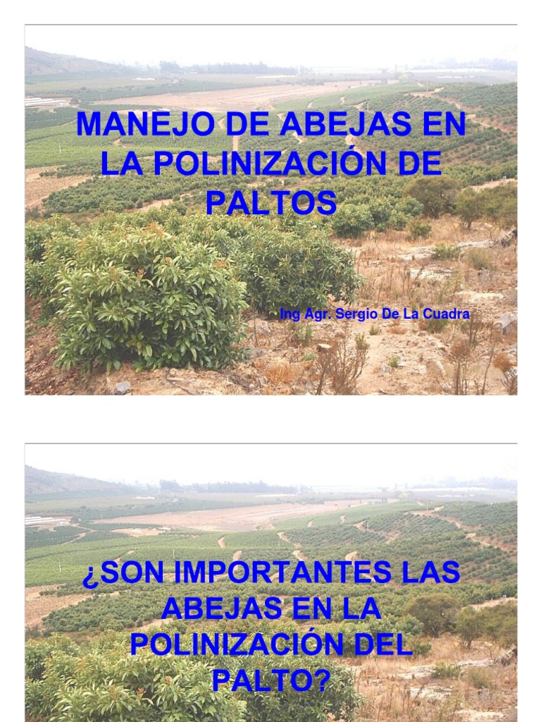 Manejo de Abejas en Paltos | PDF | Abejas | Colmena Manejo de Abejas en Paltos | PDF | Abejas | Colmena