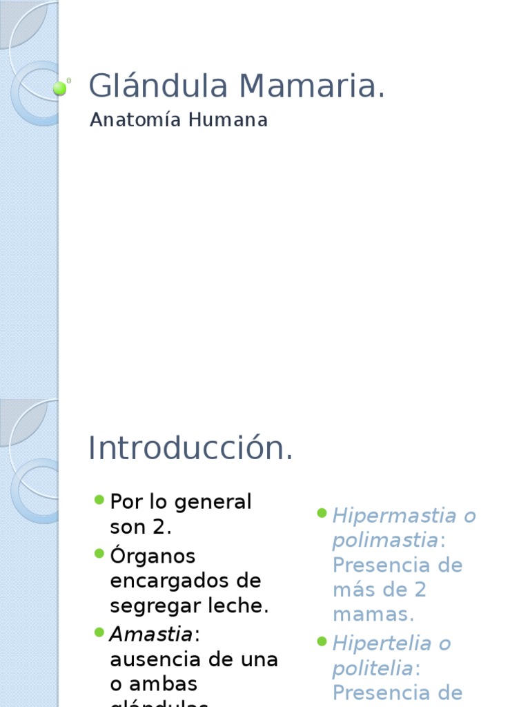 Anatomía de la Glándula Mamaria | PDF