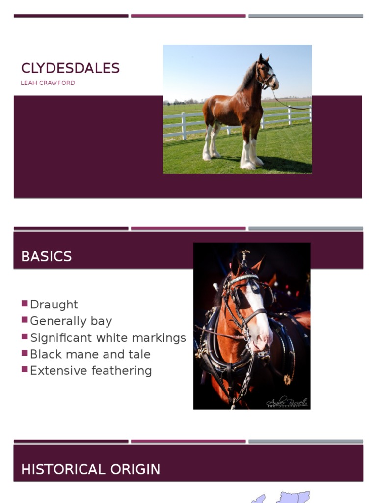 Clydesdale Horse Overview and Origin | PDF