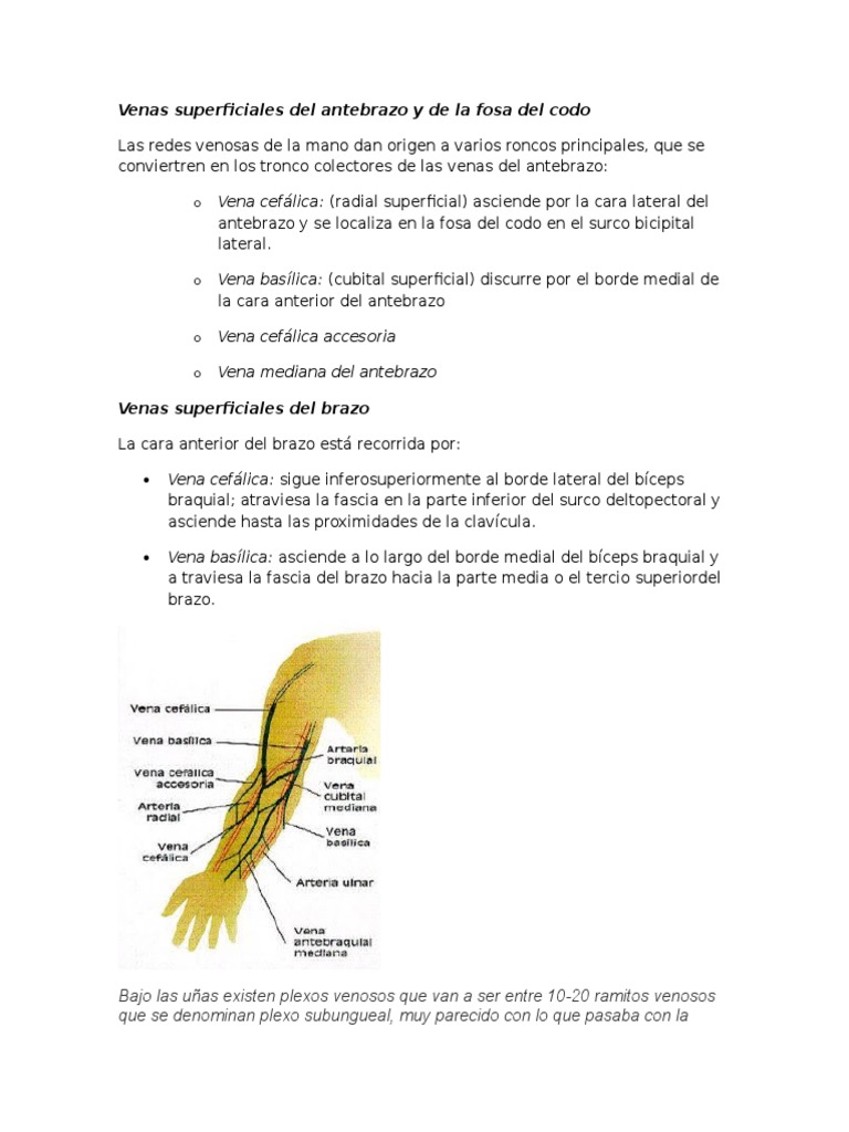 Venas Superficiales del Antebrazo y Codo | PDF | Mano | Vena