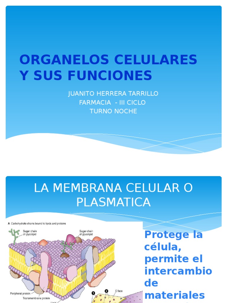 Organelos Celulares y Sus Funciones. | PDF | Citoplasma | Biología Celular)