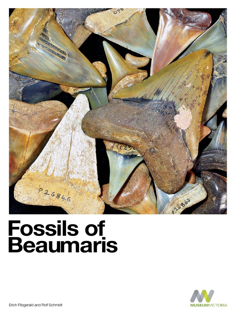 Beaumaris Fossil Book | PDF | Cetacea | Sharks