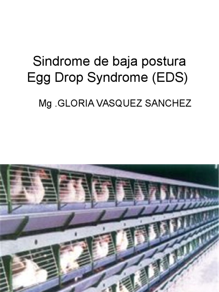Sindrome De Baja Postura Pdf Huevo Virus