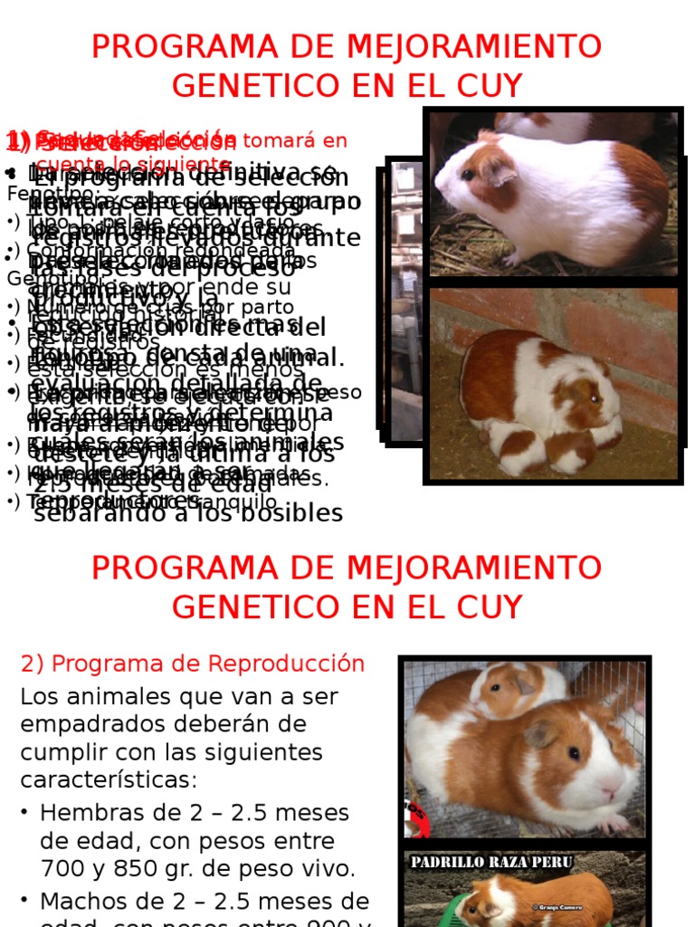 Programa de Mejoramiento Genetico en Cuyes | PDF