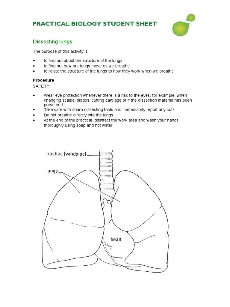 Lung Dissection Safety and Procedure Guide | PDF | Lung | Anatomy