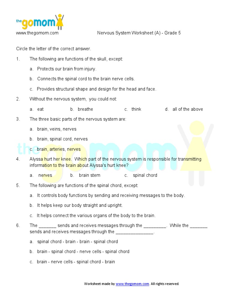 Nervous System Worksheet Grade 5 | PDF | Nervous System | Spinal Cord