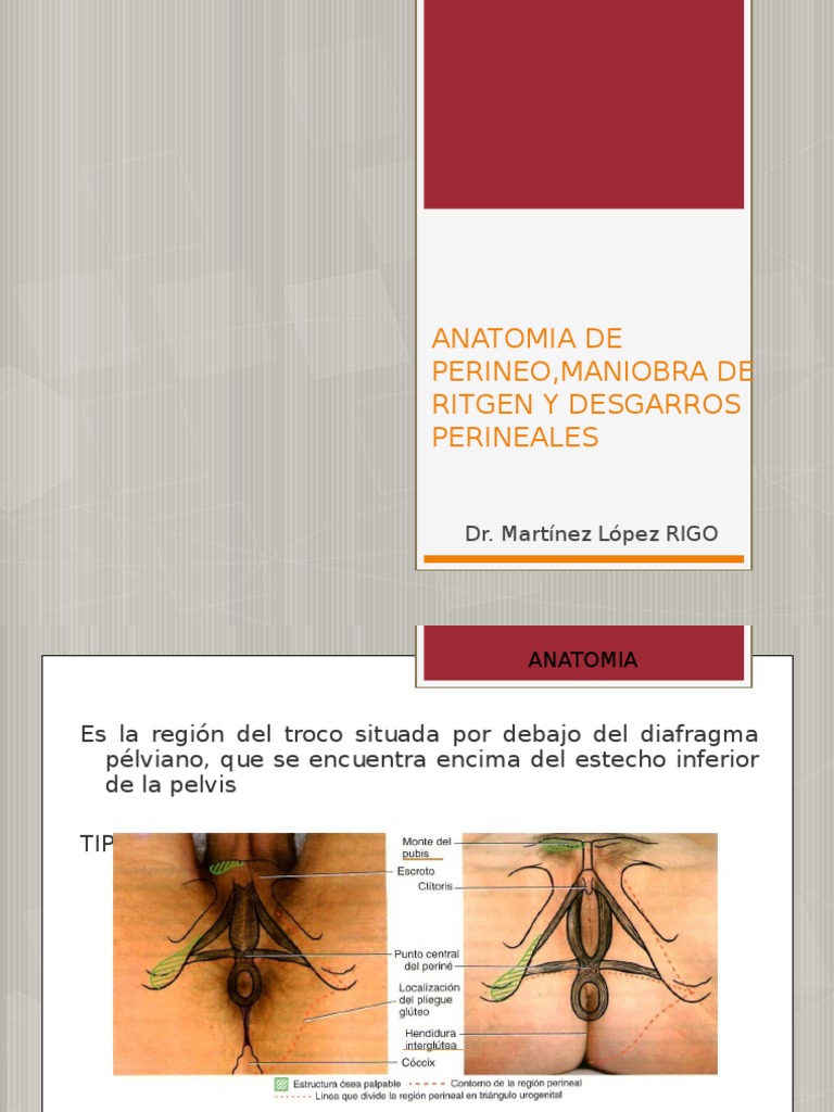 Desgarros Perineales | PDF | Pelvis | Anatomía humana
