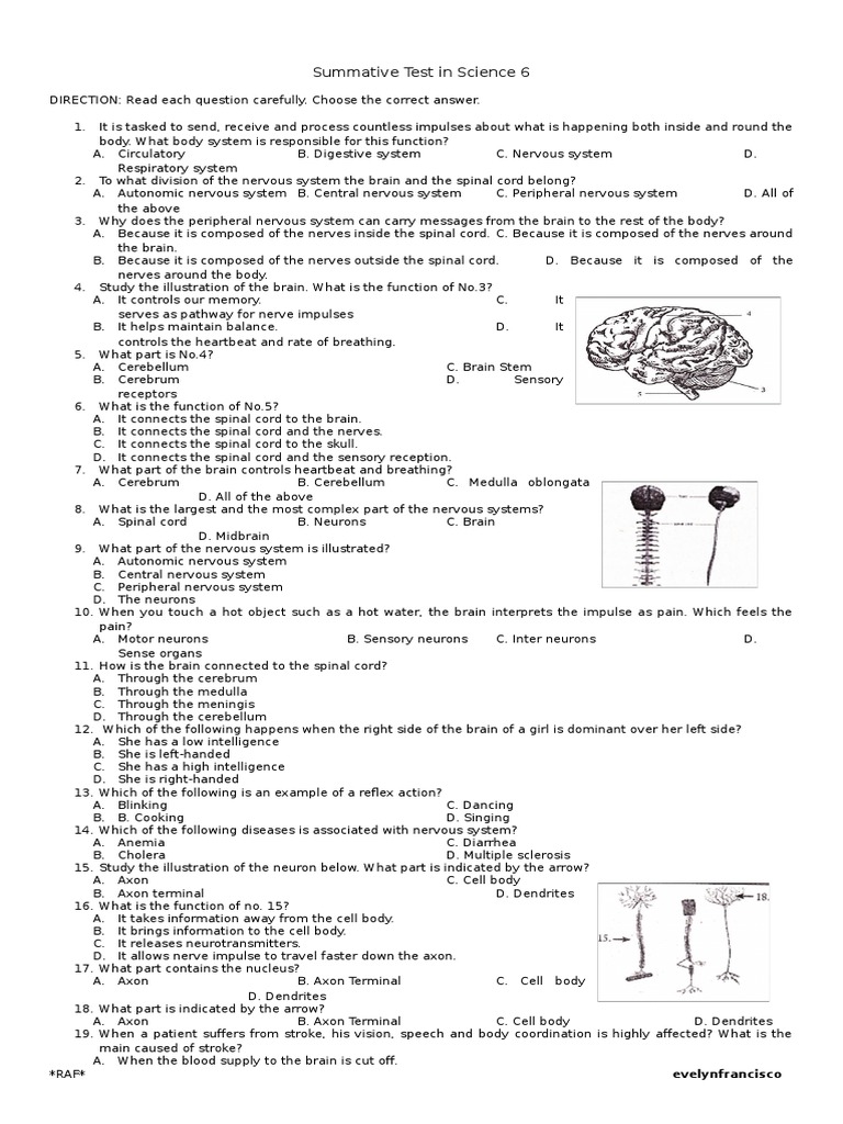 Nervous System Test Questions | PDF | Nervous System | Brain