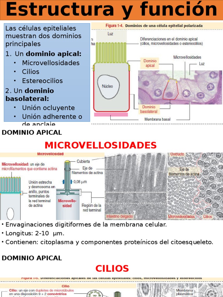 Dominio Apical y Basolateral