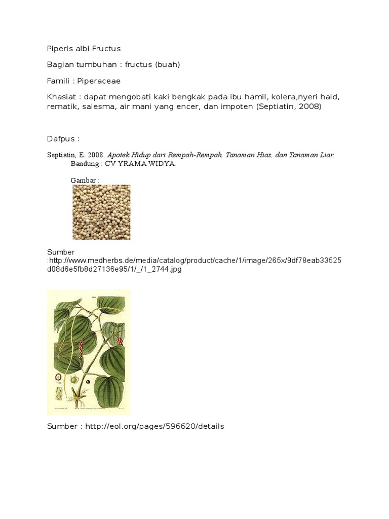Piperis Albi Fructus | PDF