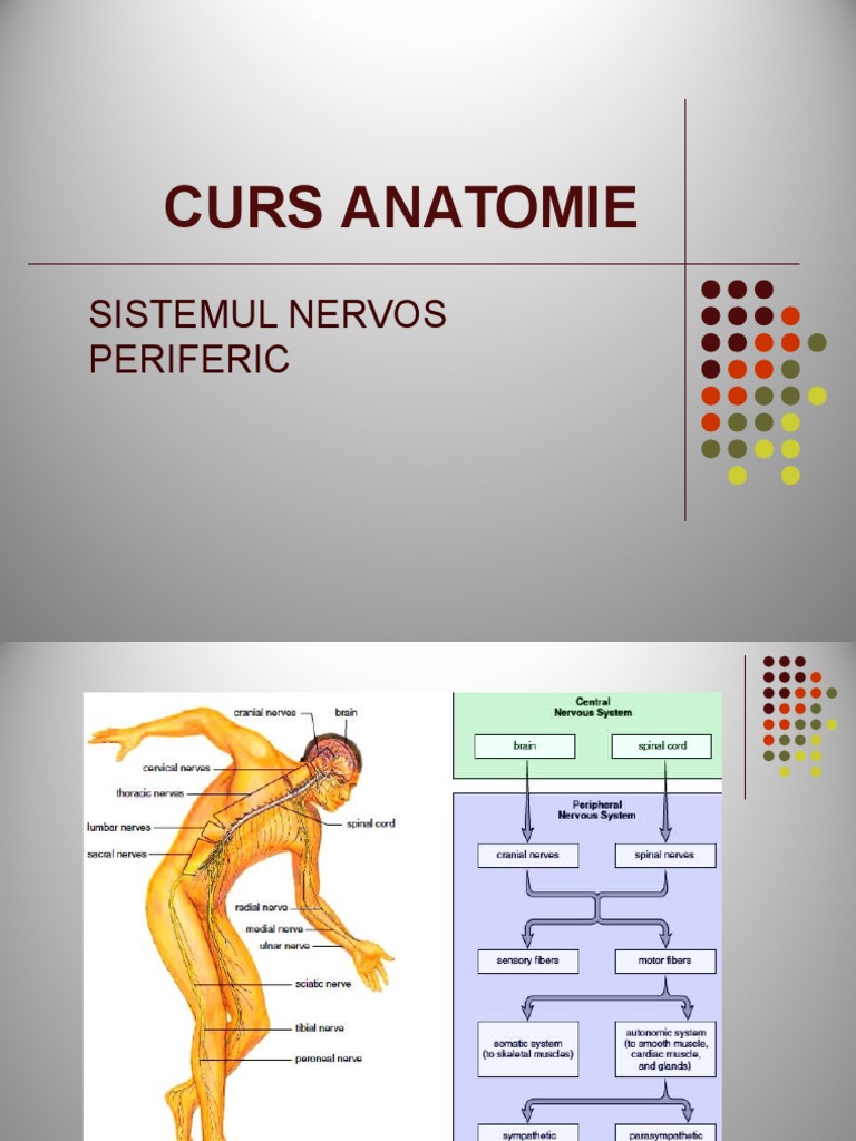 Sistemul Nervos Periferic