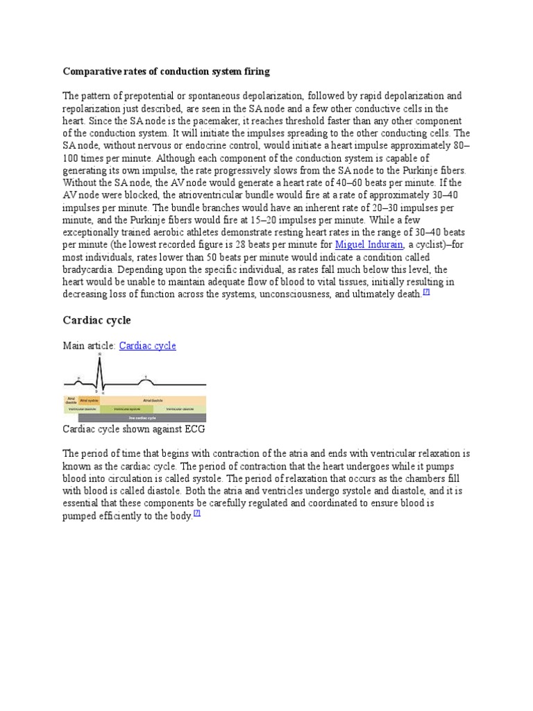 Cardiac Cycle and Conduction Rates | PDF | Atrium (Heart) | Heart Valve