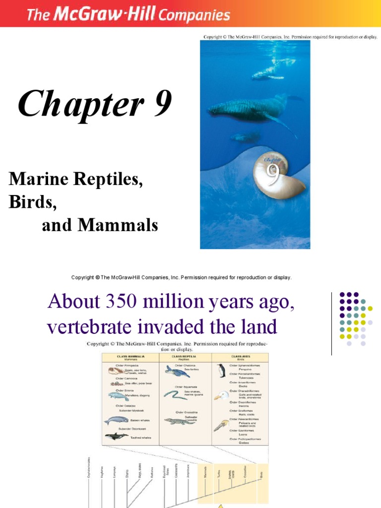 Chapter 9 Powerpoint | PDF | Whales | Cetacea