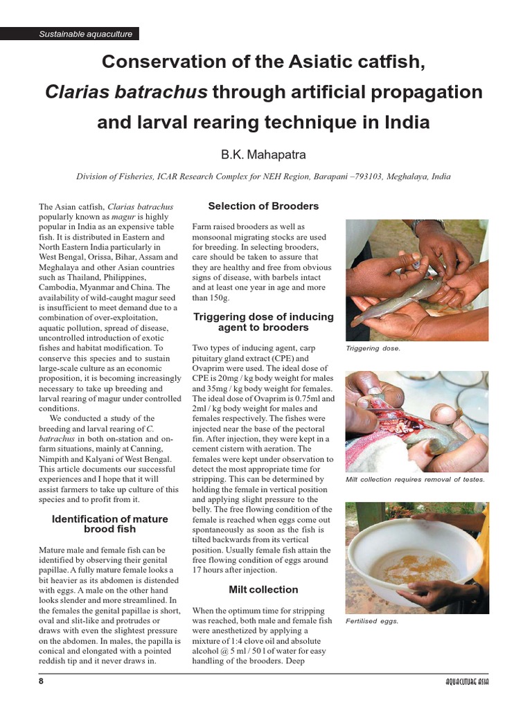 Conservation of Asiatic Catfish, Clarias Batrachus Through Artificial ...