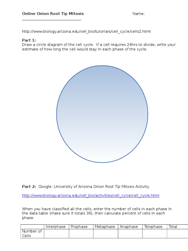 Onion Root Tip Count Activity 2015 | PDF