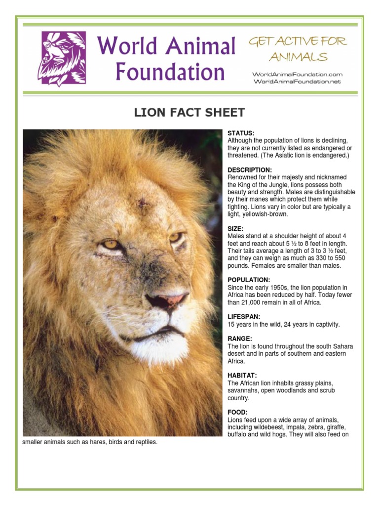 Lion | PDF | Lion | Zoo